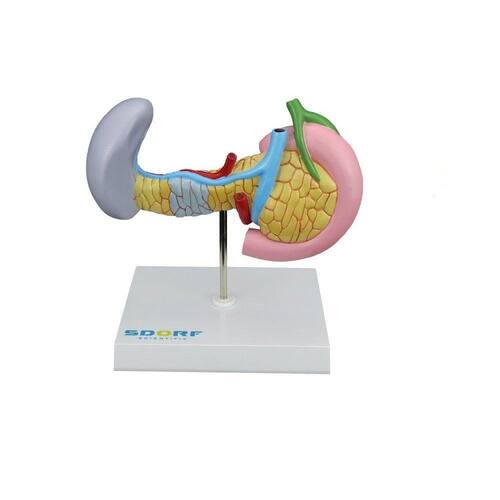 Modelo De Pancreas Pancreas, Pills And Treatment Concept Photo. The