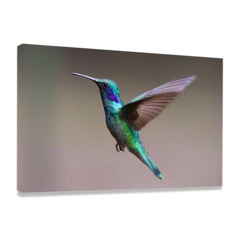 Quadro De Parede Decoração Ave Colibri Sala | Casas Bahia