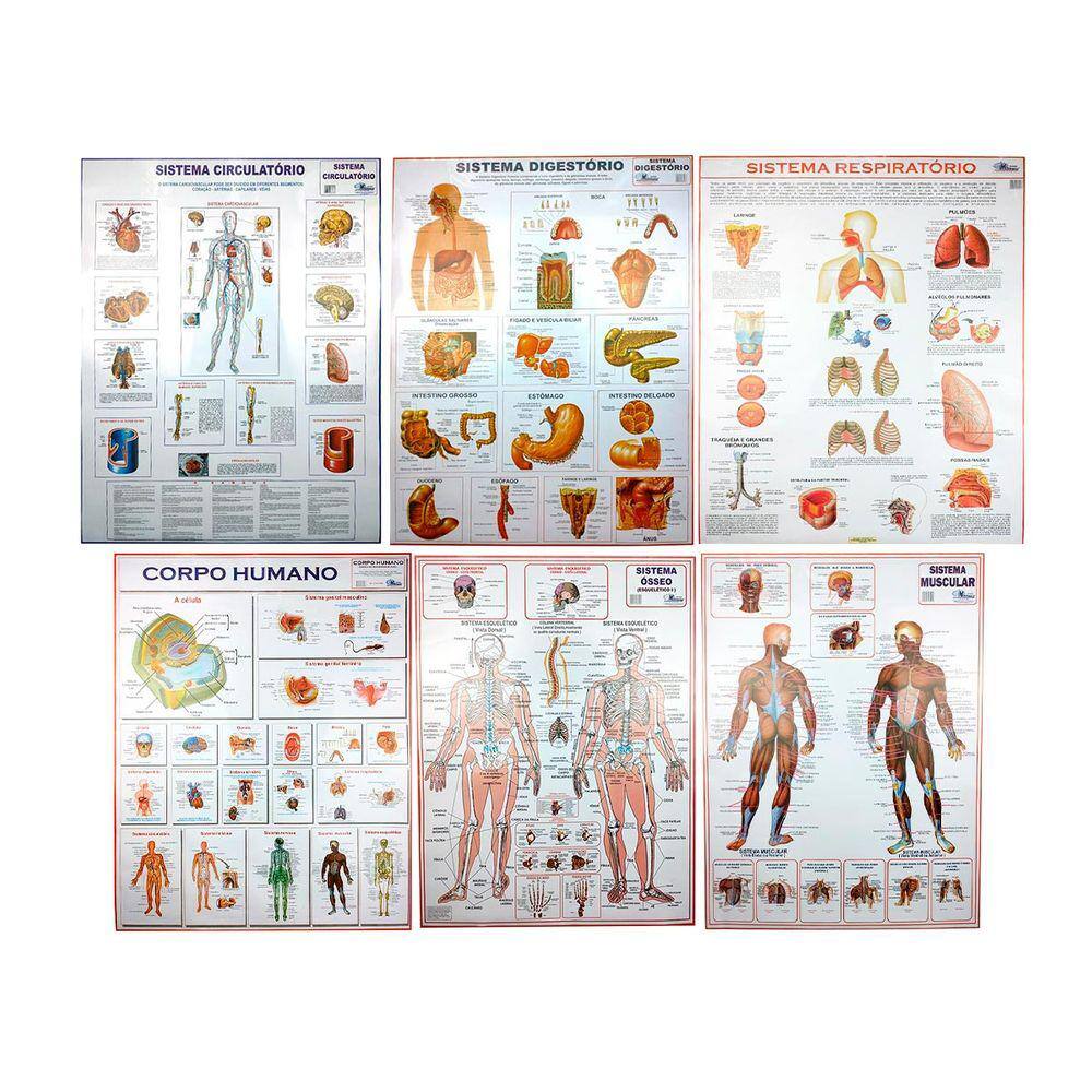 Mapa do corpo humano sistema muscular anatomia120cm x 90cm | Casas Bahia