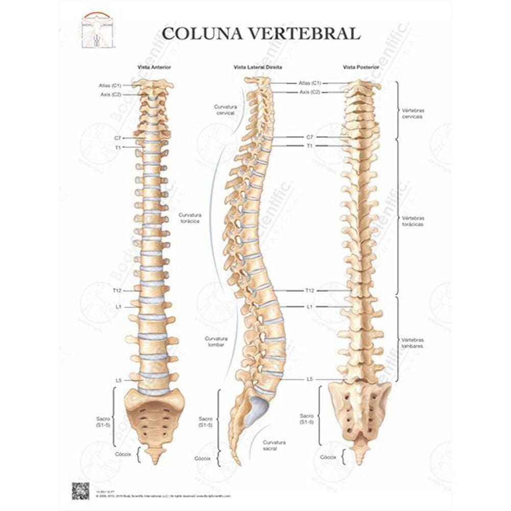 Anatomia da coluna vertebral pdf | Casas Bahia